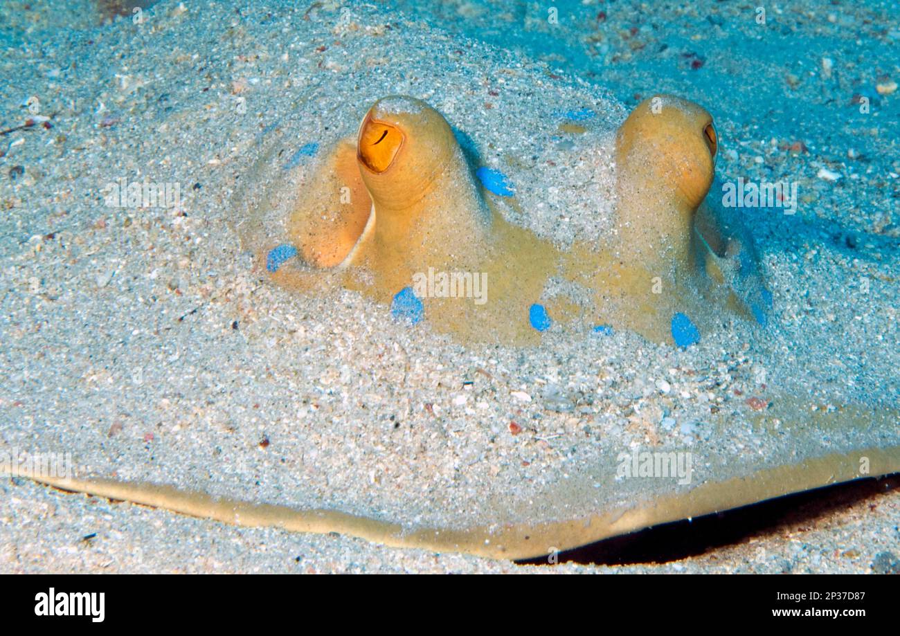Egypt sharm el sheikh stingray fish hi-res stock photography and images ...