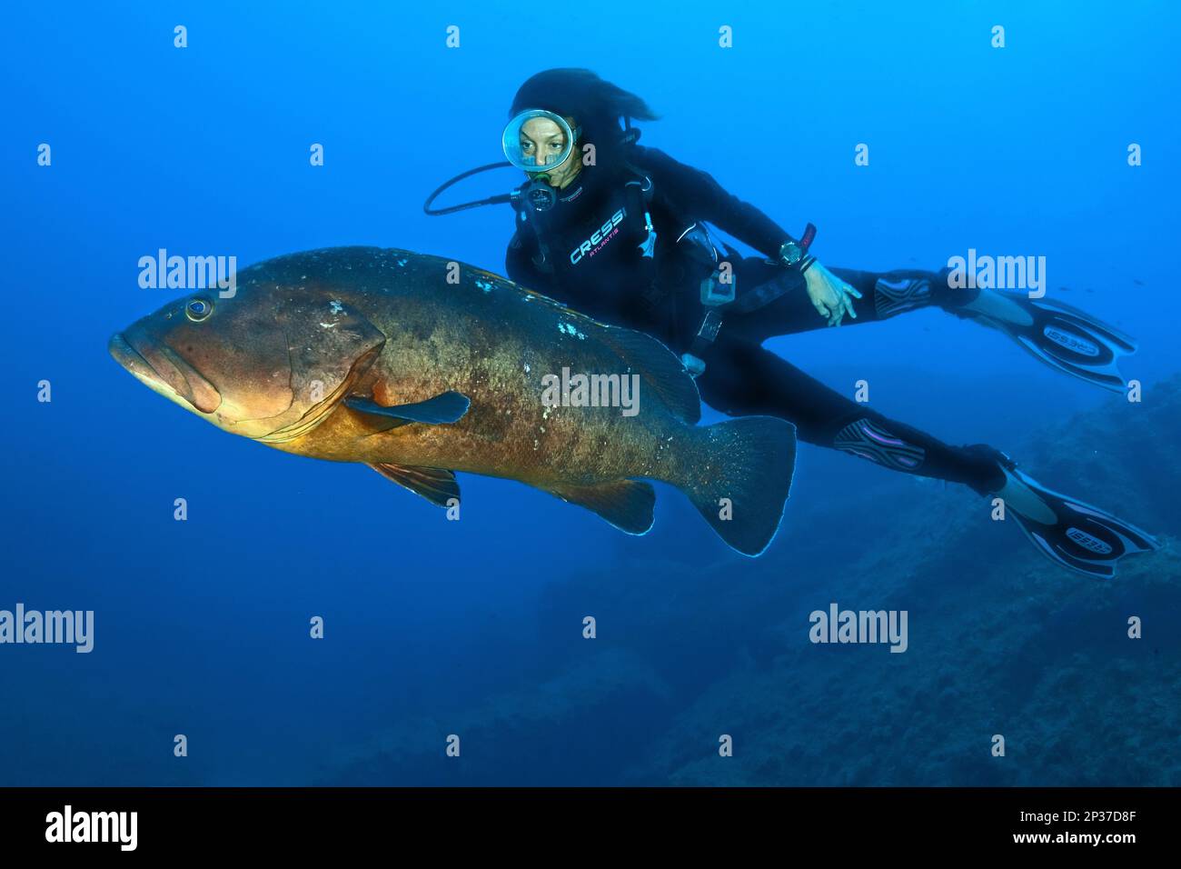 Dusky grouper (Epinephelus marginatus) and diver, Mediterranean Sea ...