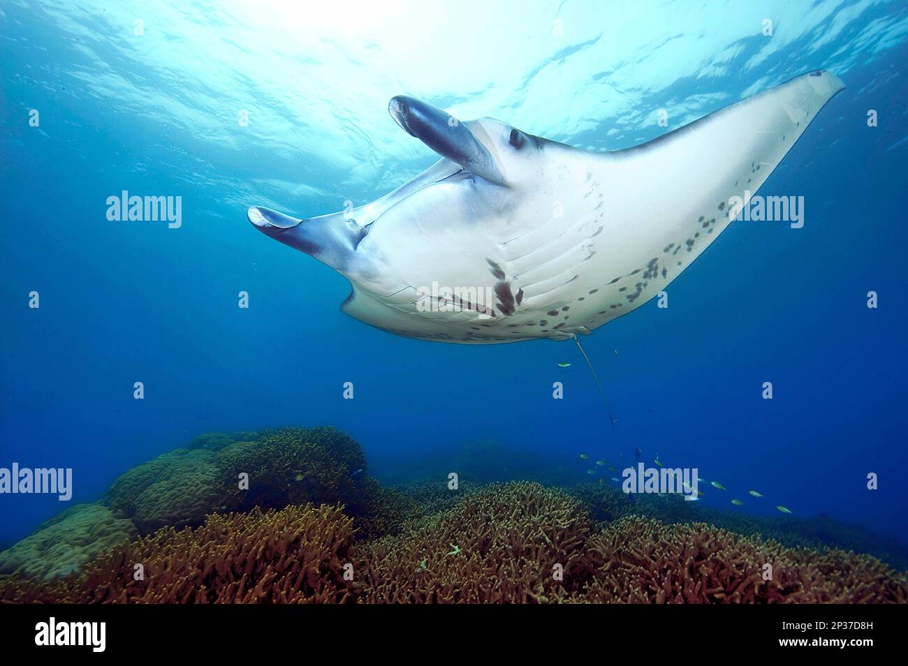 Manta ray at reef manta ray (Manta alfredi Stock Photo - Alamy