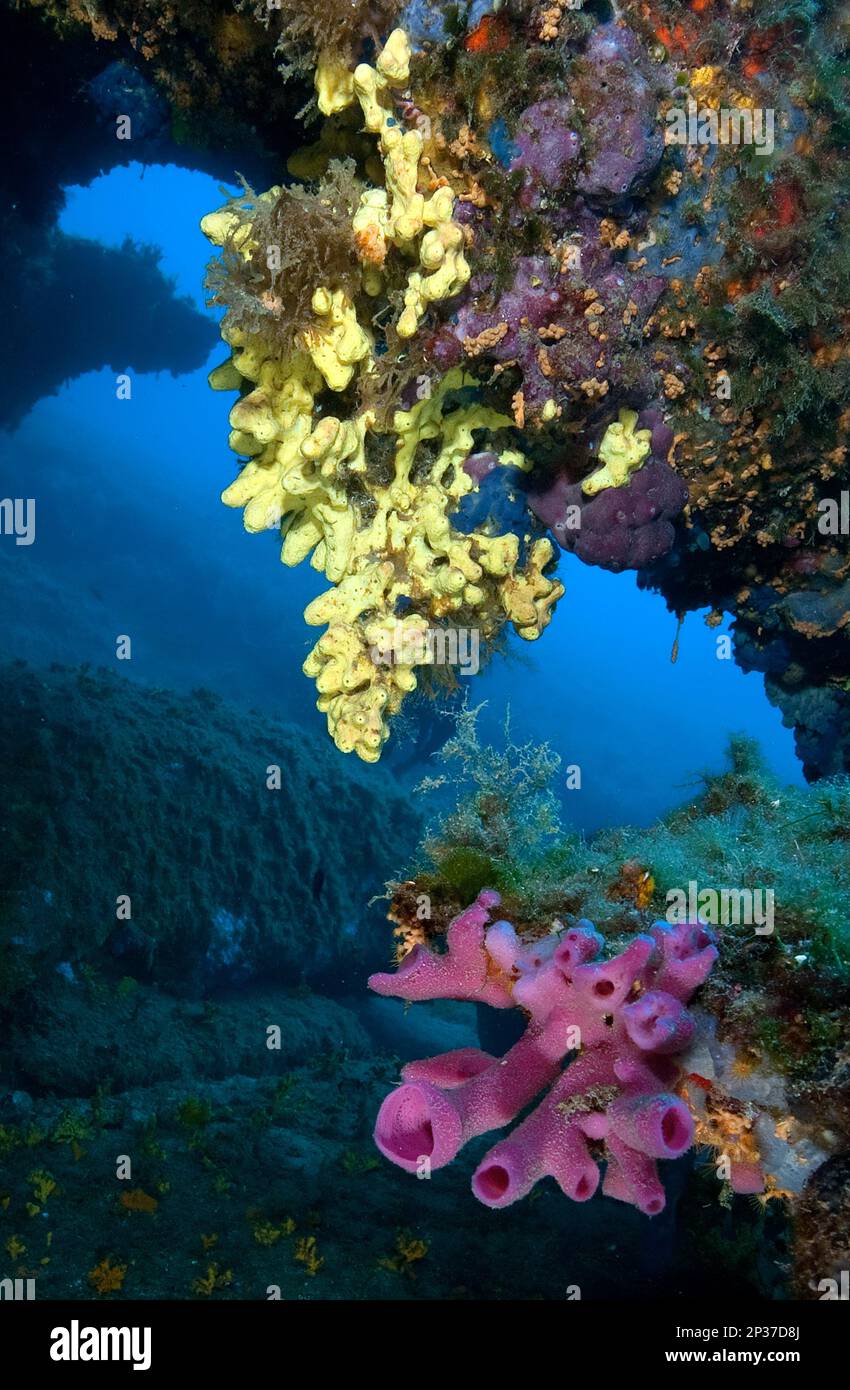 Pink tube sponge (Haliclona mediterranea), Baia Sardinia, Italy, Europe ...