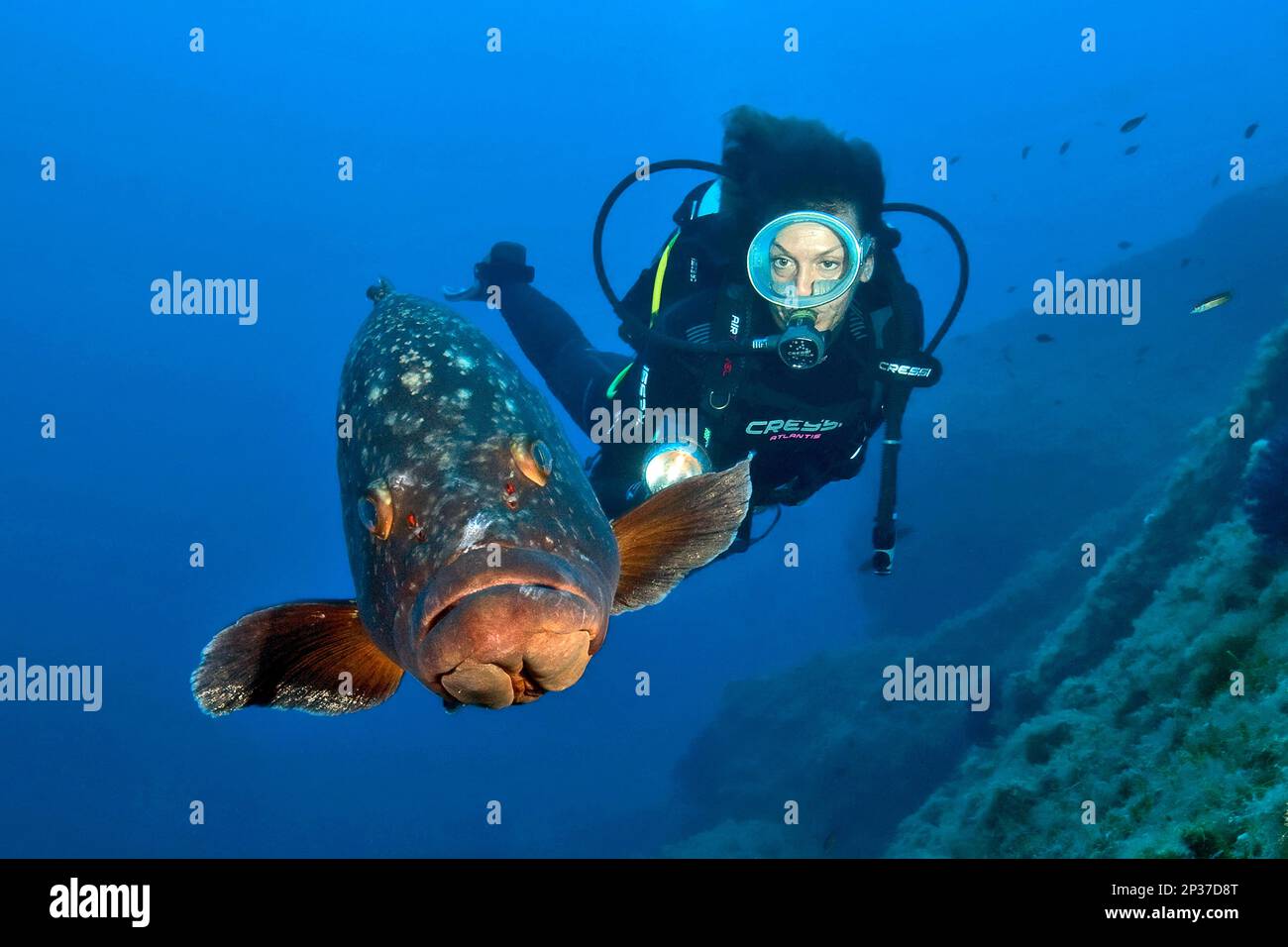 Dusky grouper (Epinephelus marginatus) and diver, Mediterranean Sea ...