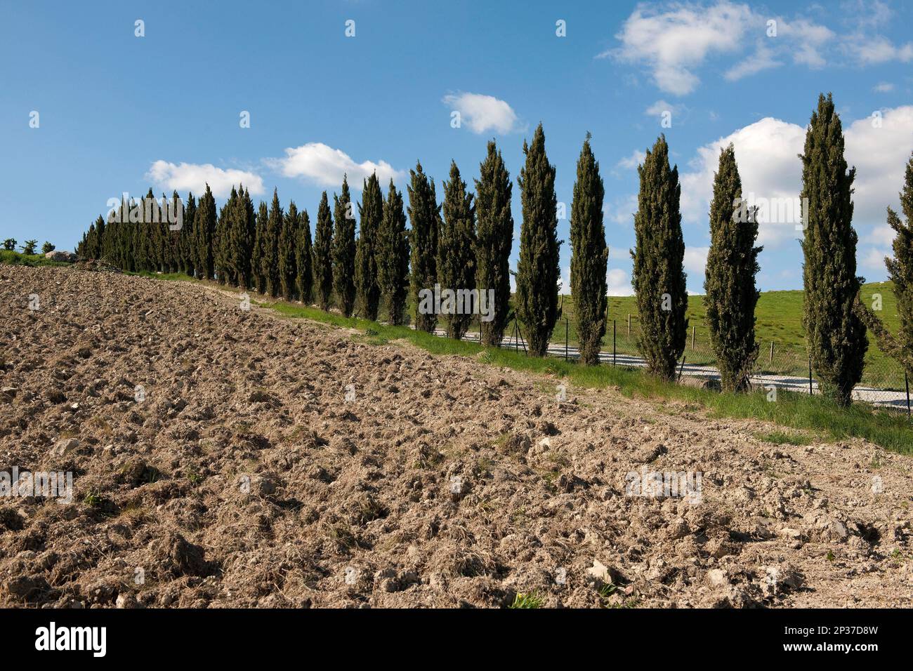 Mediterranean cypress (Cupressus sempervirens), Tuscany, Italy, Europe ...