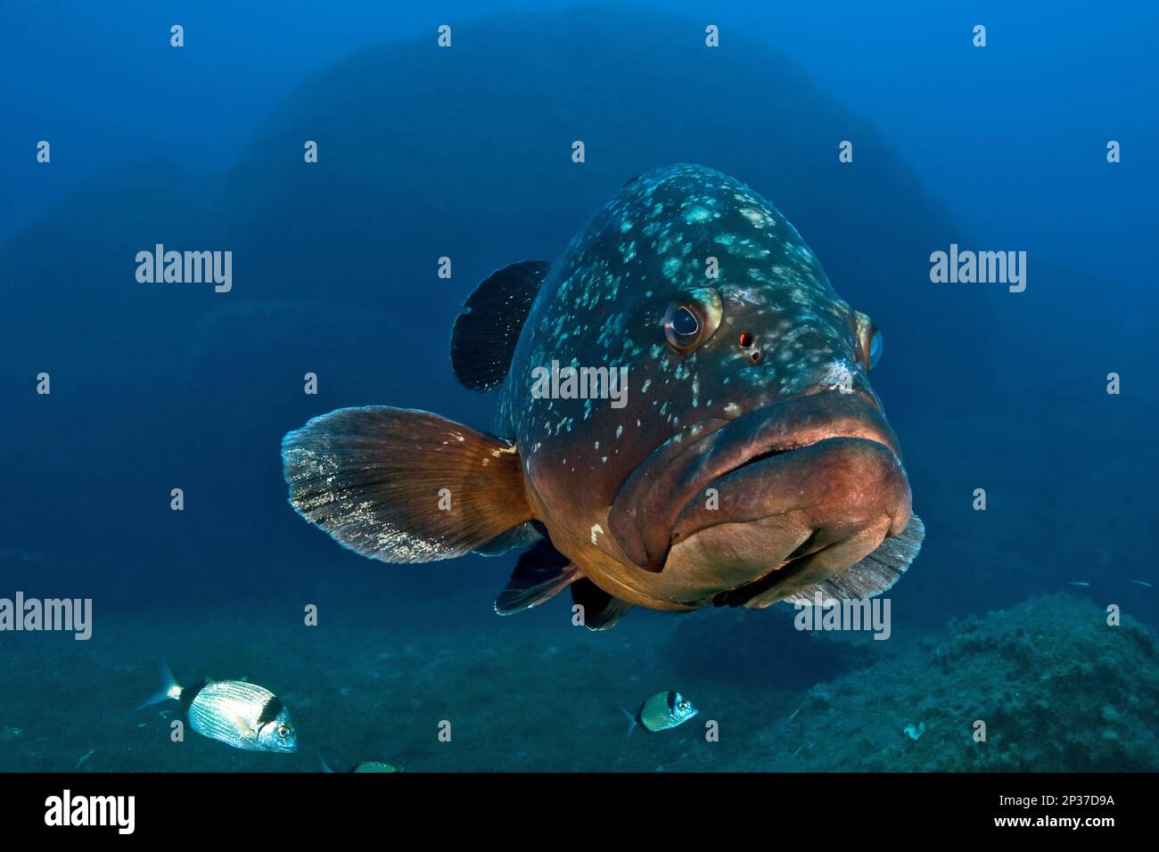 Dusky grouper (Epinephelus marginatus), Mediterranean Sea, Lavezzi ...