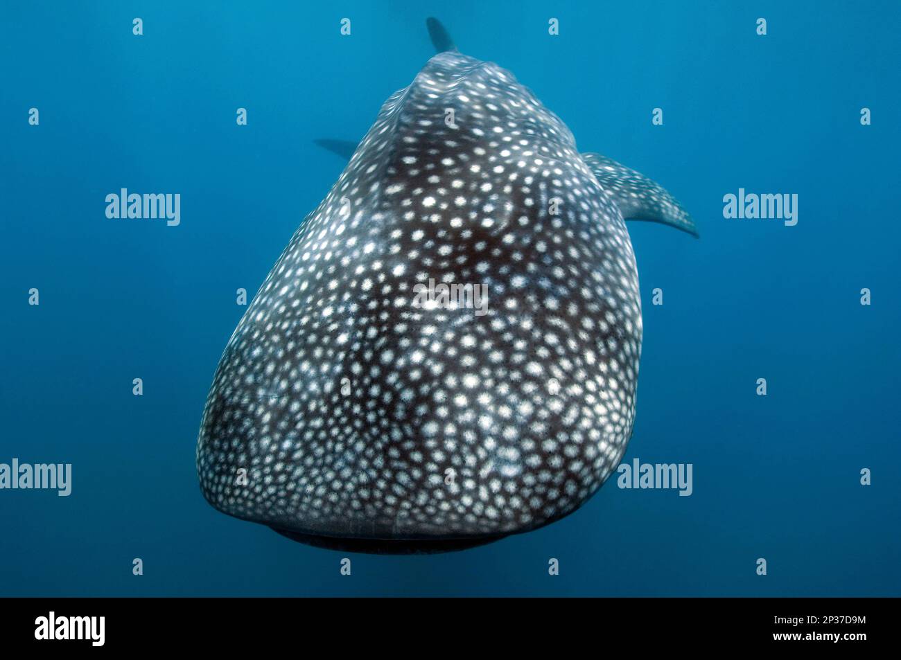 Whale shark (Rhincodon typus), Red Sea, Atlantic, Caribbean, Pacific ...