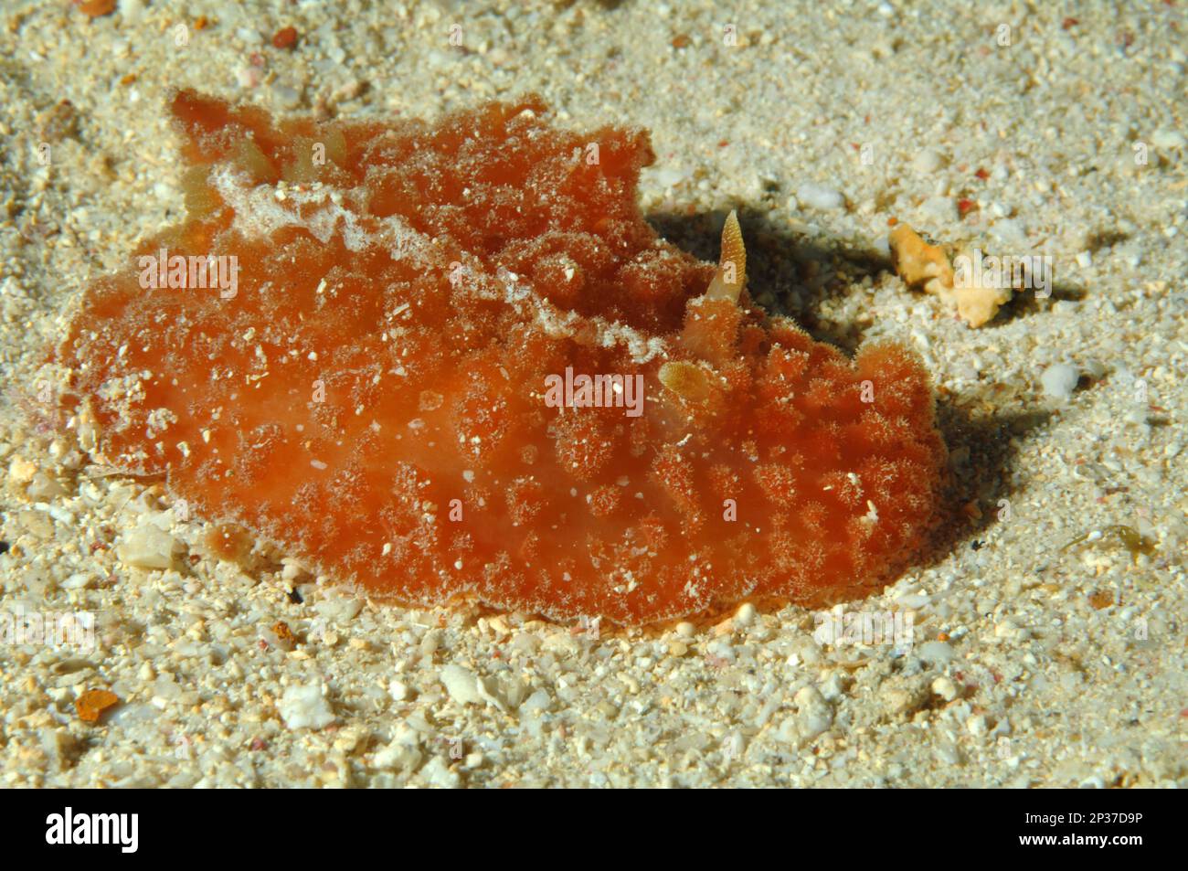 Nudibranch, sea slug, reef Shab Rumi, Cousteau house Precontinent II ...