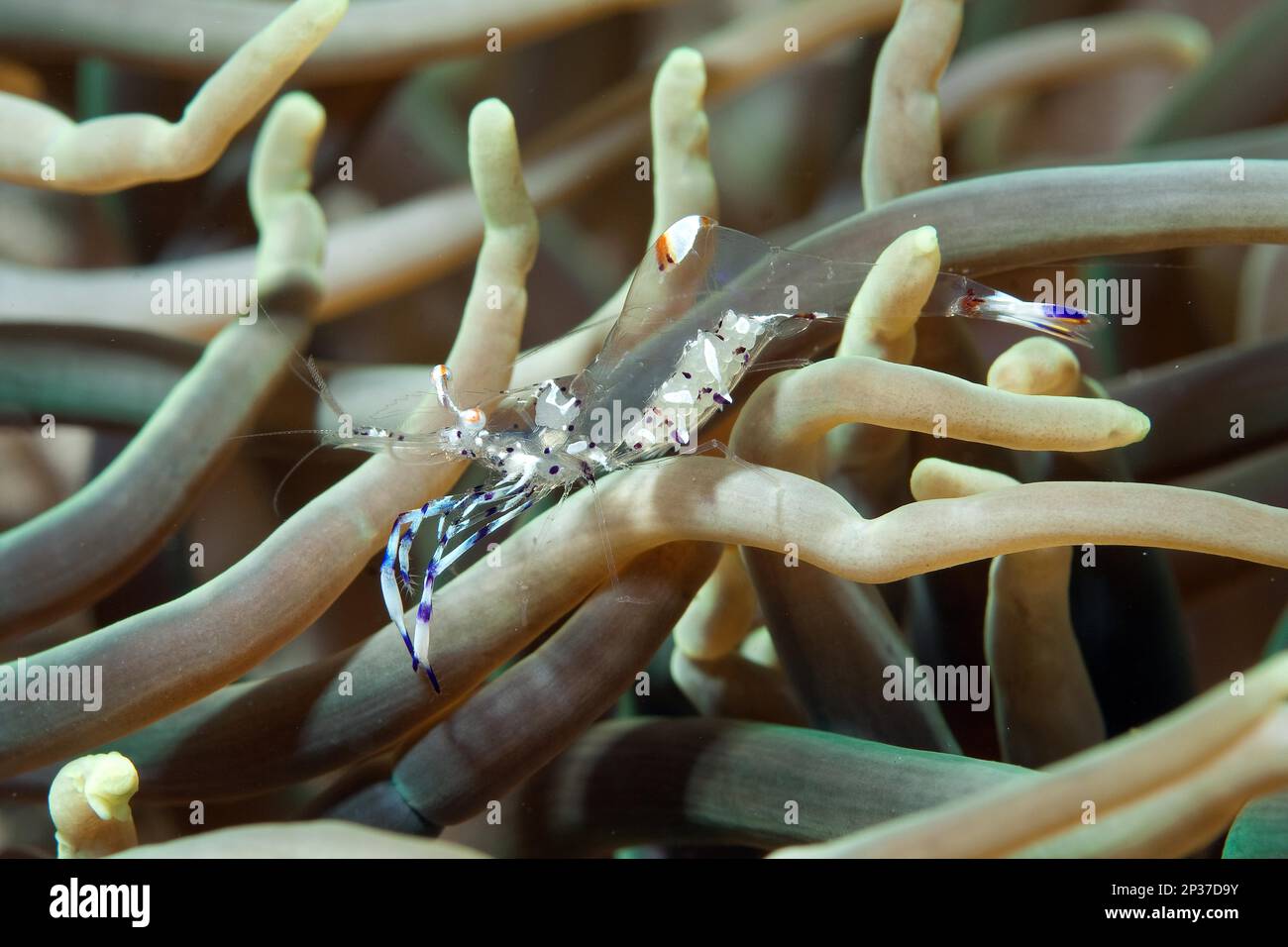 Anemone Shrimp, Sabang Beach, Puerto Galera, Mindoro, Philippines, Asia ...
