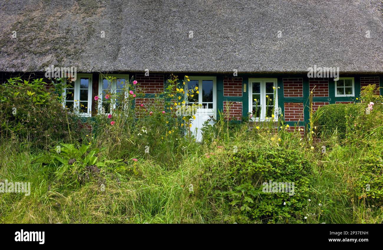 Unmaintained front garden of a Lower Saxony farmhouse, Grasberg ...