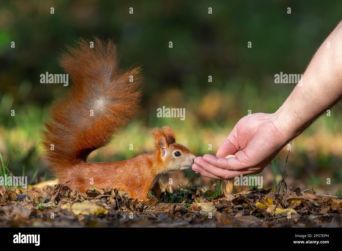 Eurasian red squirrels (Sciurus vulgaris) Foraging in autumn leaves ...