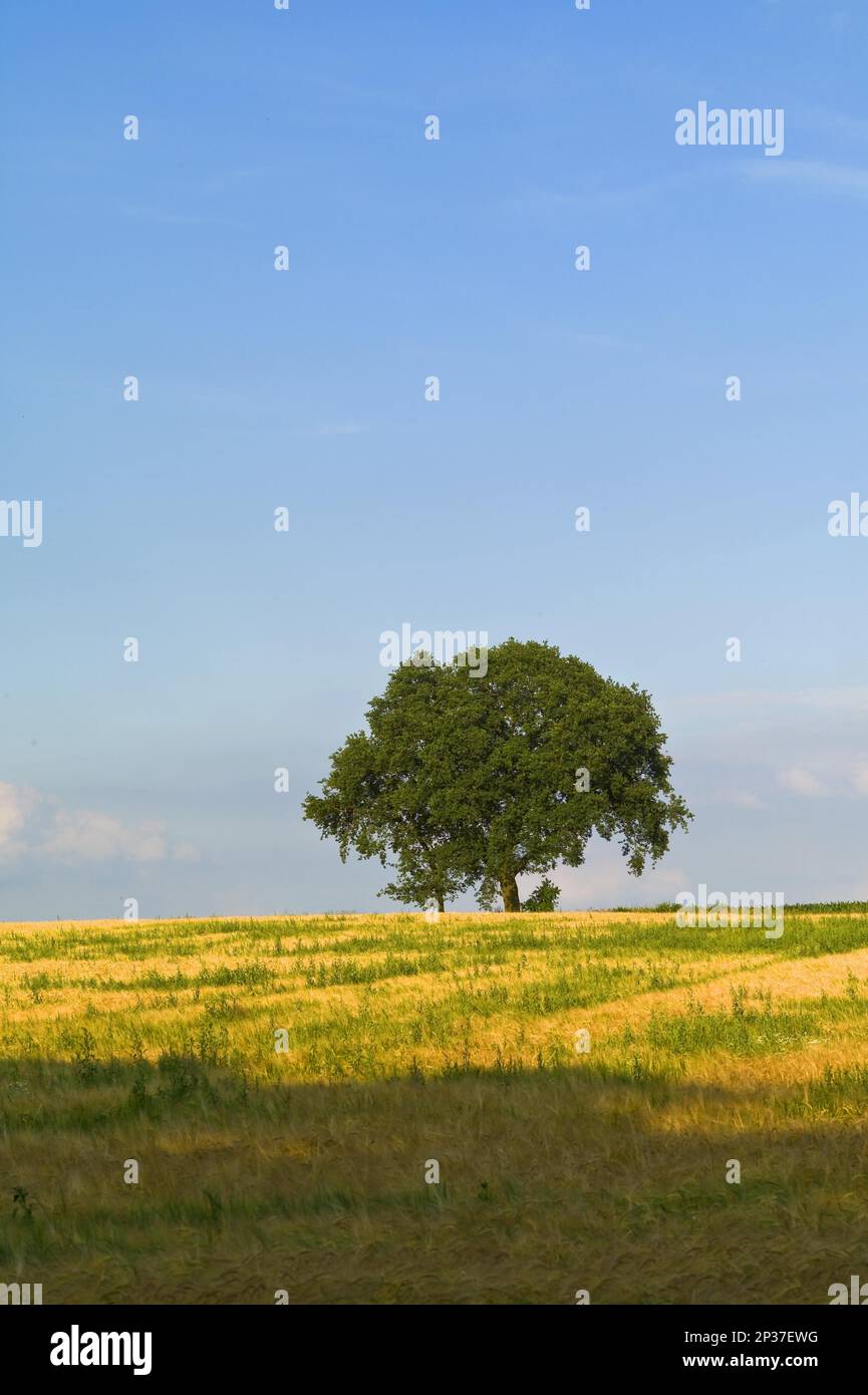 Trees on a hill near Meyenburg, Osterholz district, Germany Stock Photo ...