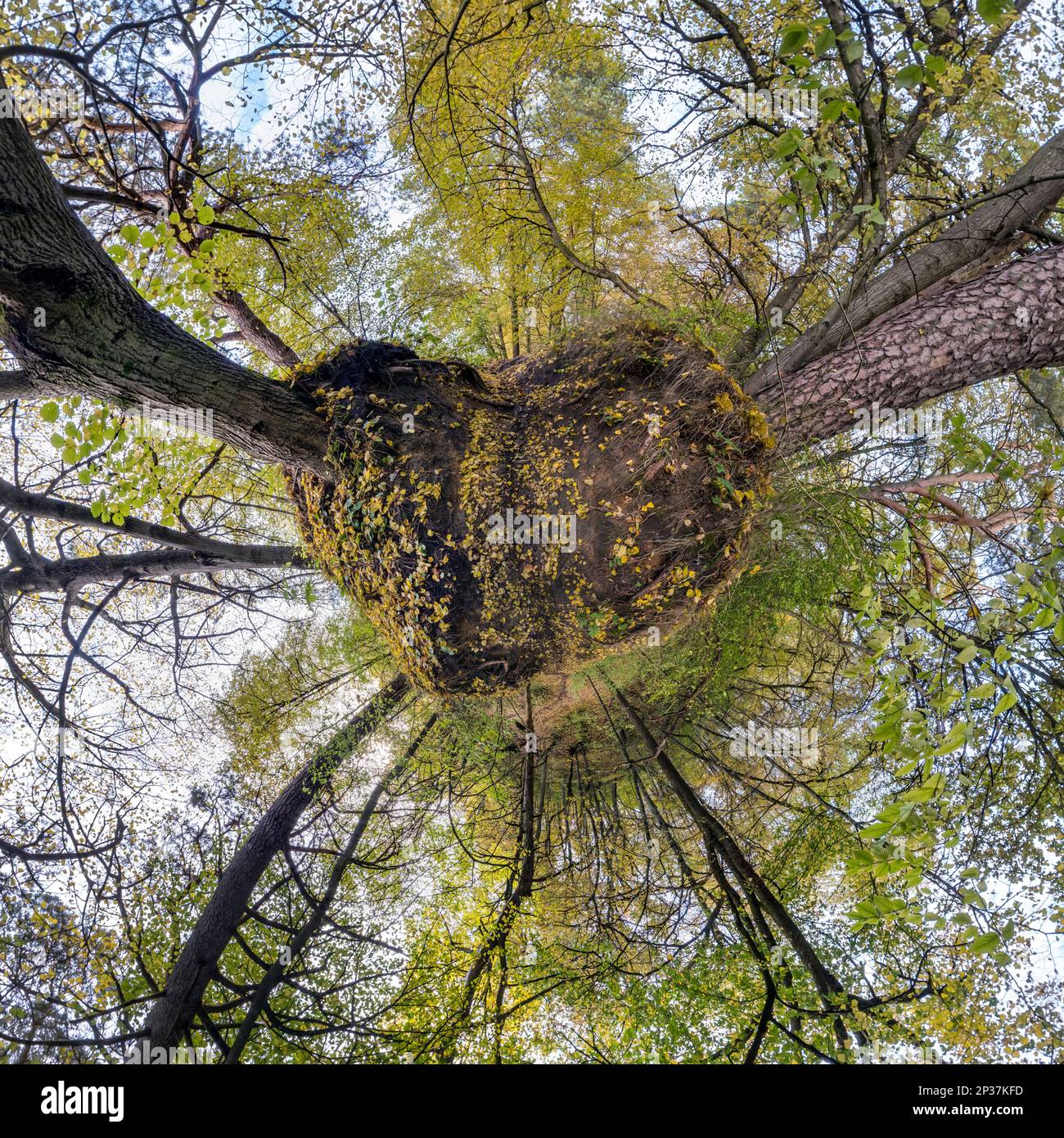 Spherical abstract aerial view in forest with clumsy branches in gold ...