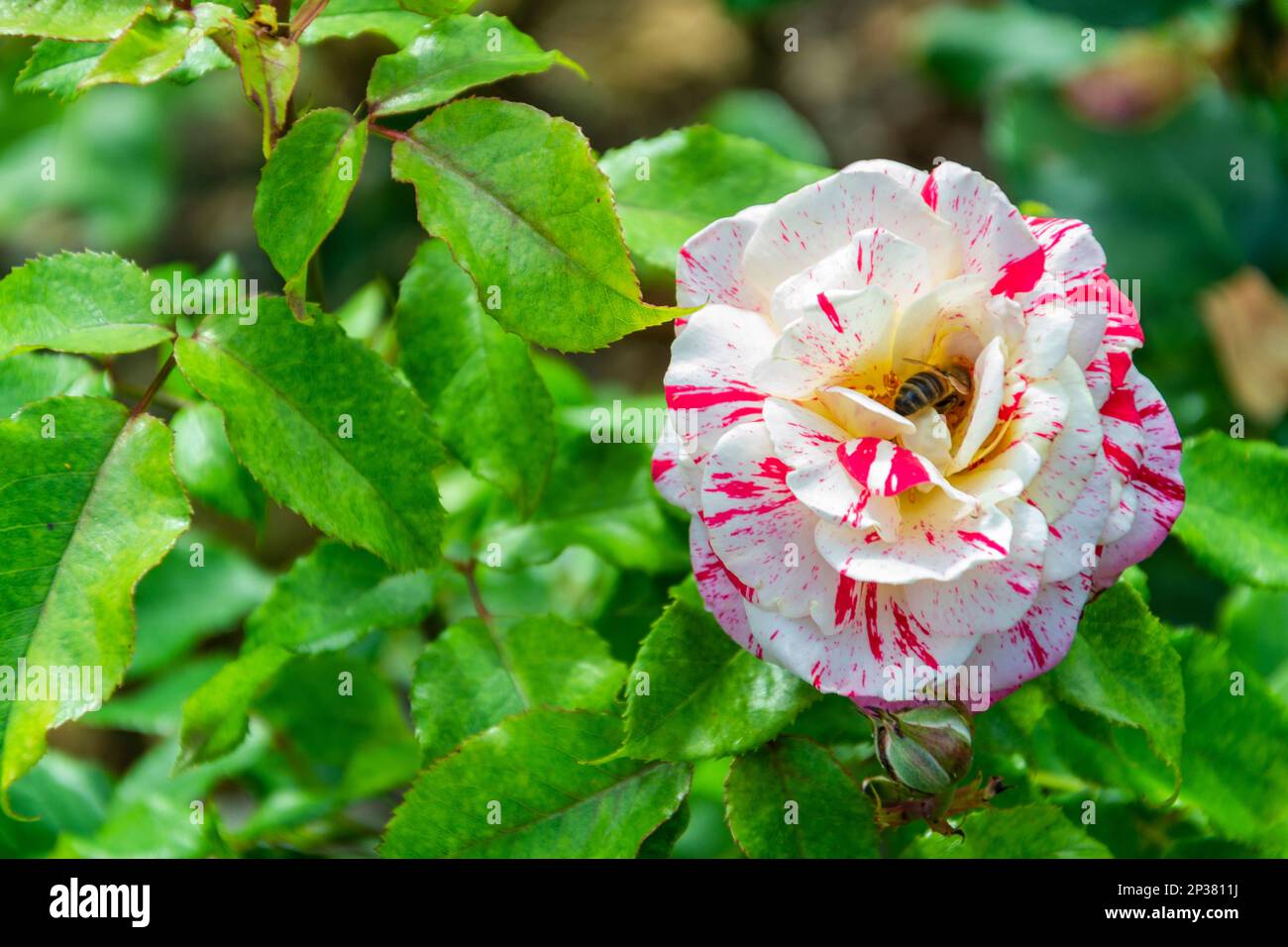 Pink and white rose with a bee collecting nectar from inside the flower ...