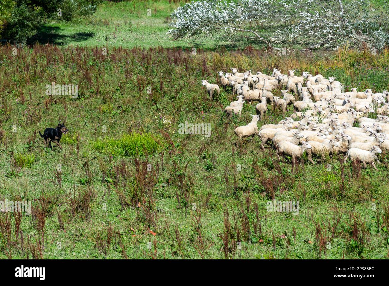Sheepdog nz farm animal hi-res stock photography and images - Alamy