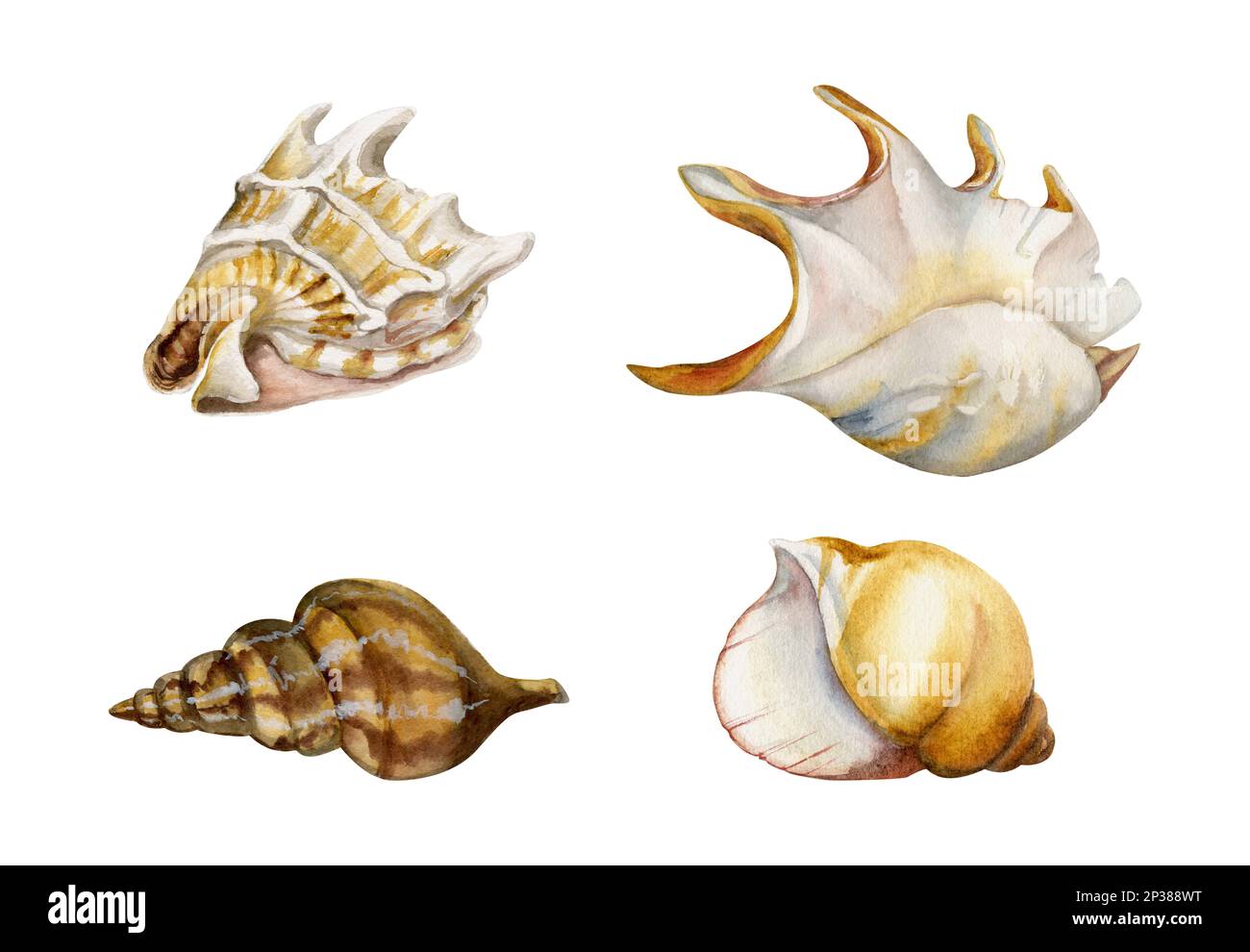 Hand drawn watercolor elements. Assorted sea shells, spiral pearl, dark ...