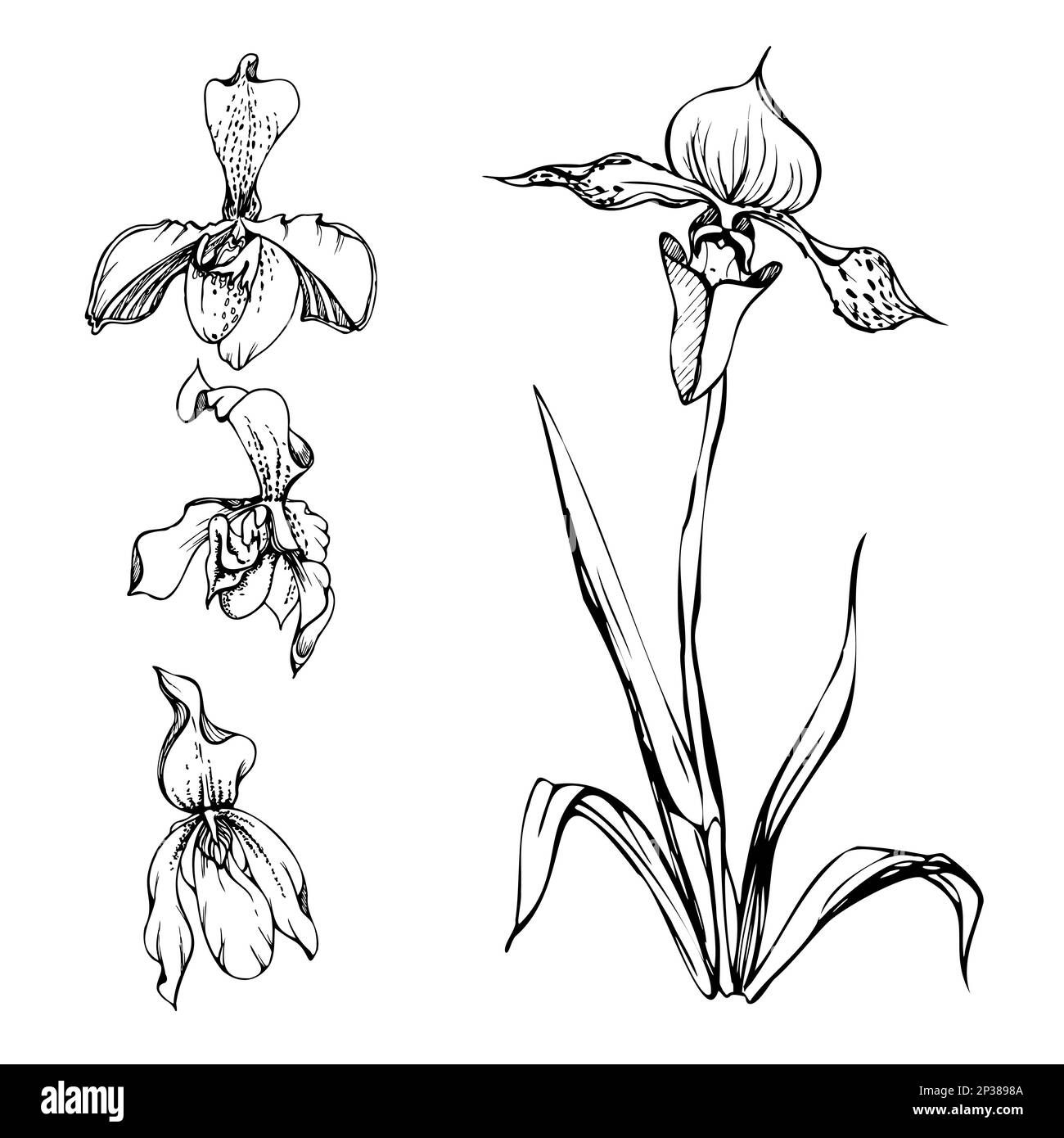 Hand drawn vector ink orchid flowers, stems, leaves, monochrome ...