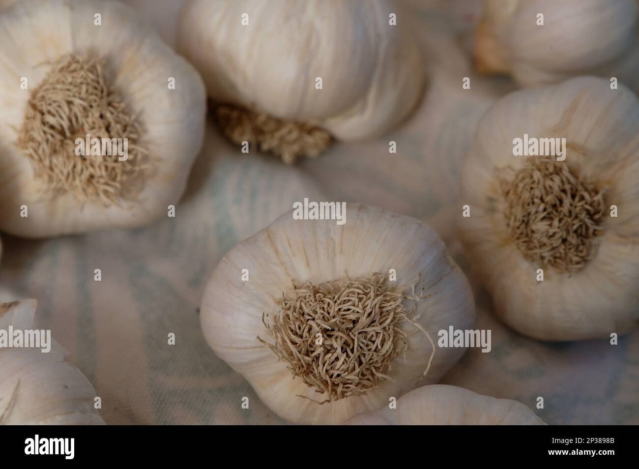 Drying garlic cloves hi-res stock photography and images - Alamy