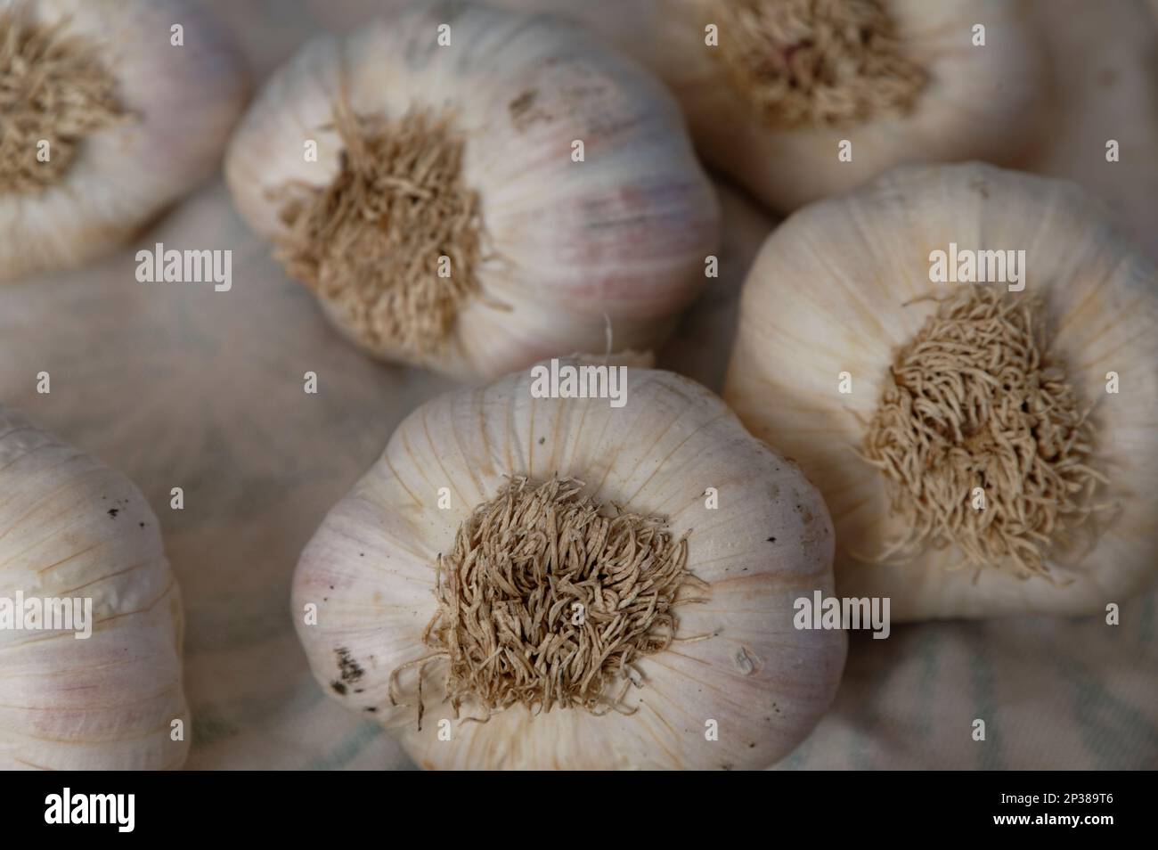 Garlic roots hi-res stock photography and images - Alamy