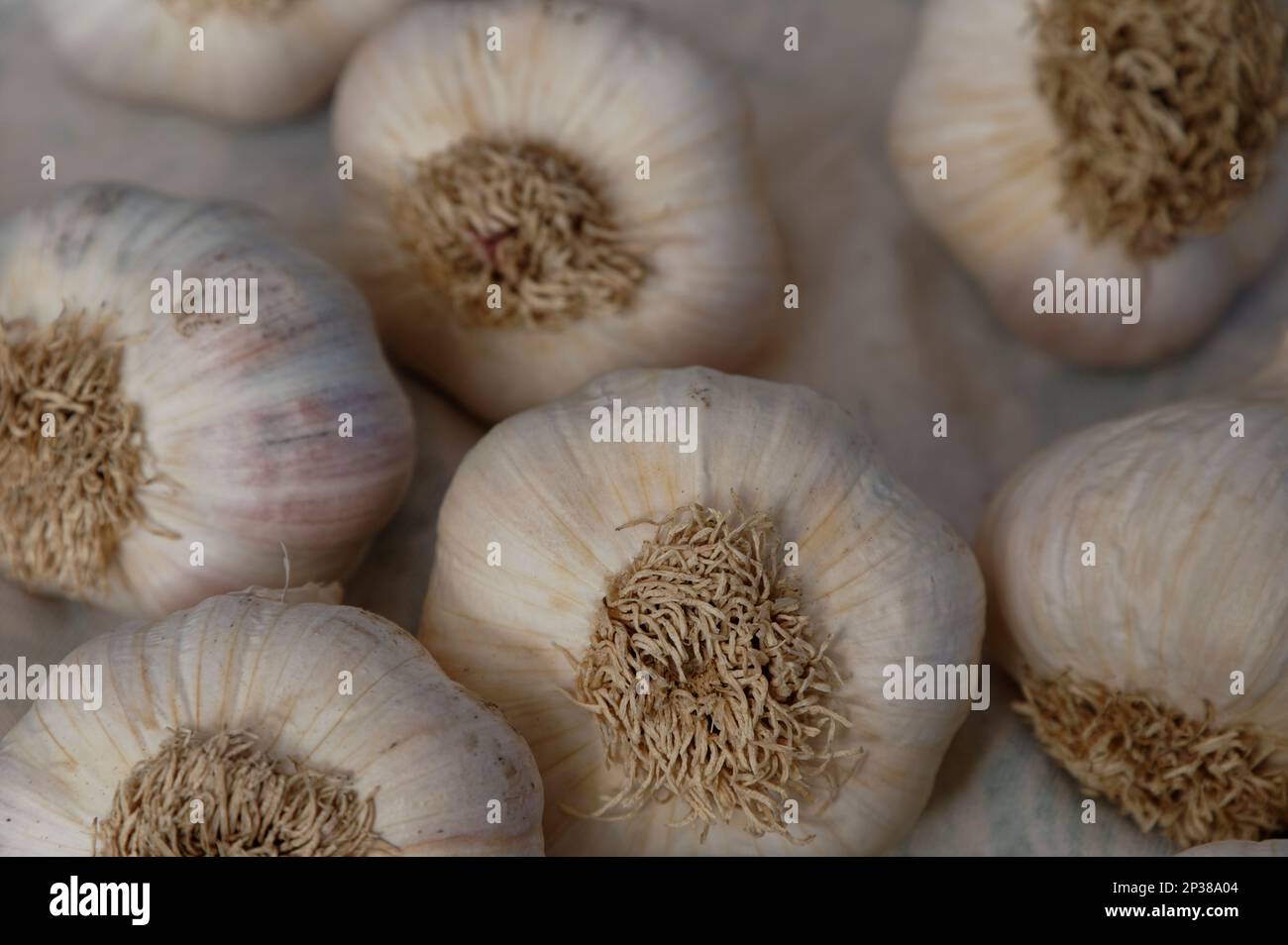 Garlic bulbs have been harvested and are drying. Some still have a bit ...