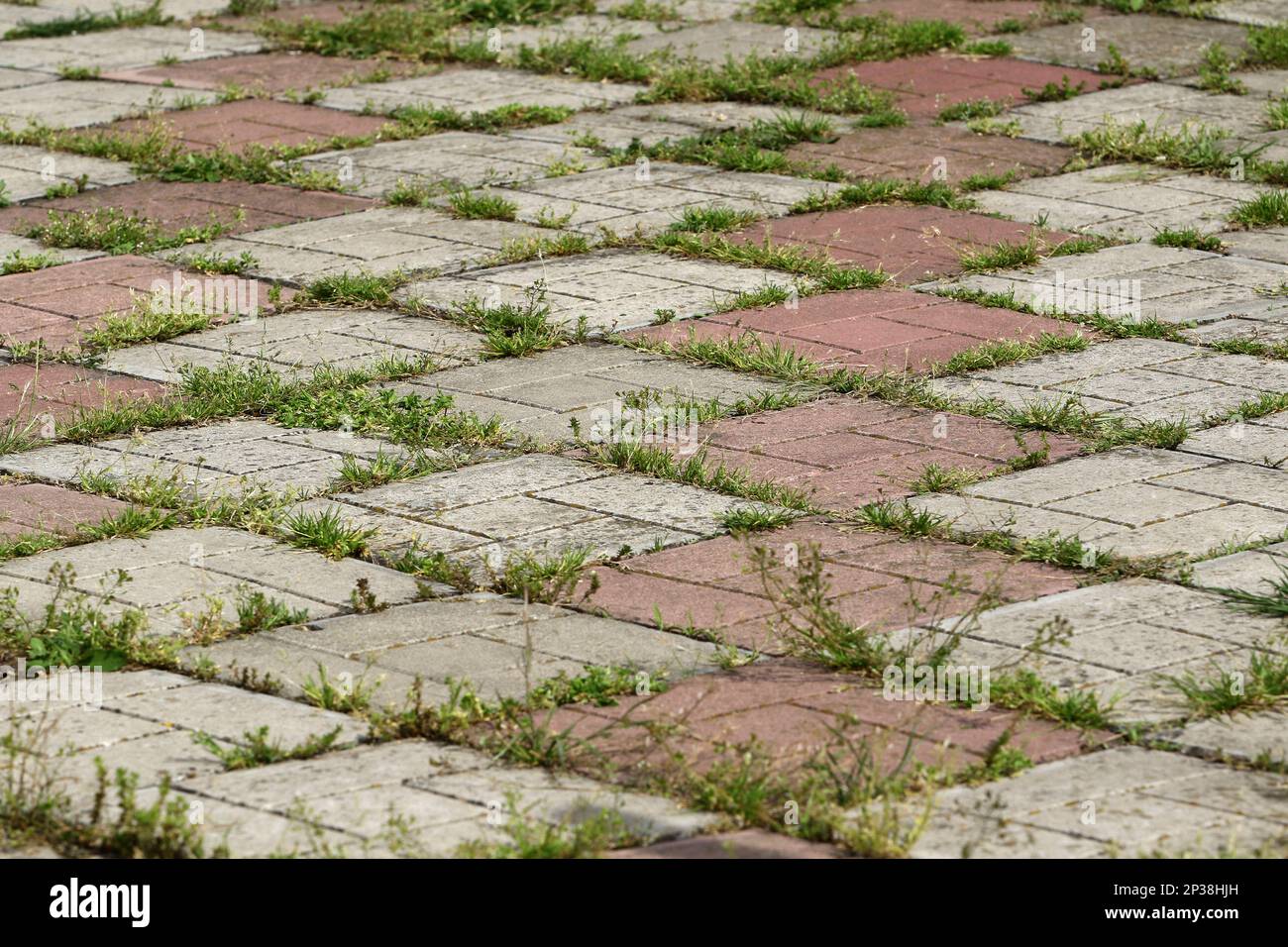 Background old cracked paving slabs with green grass between the tiles ...