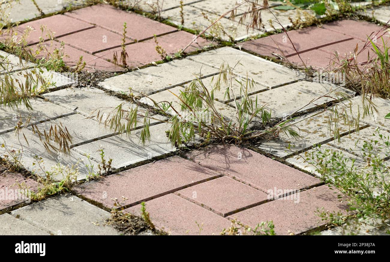Background old cracked paving slabs with green grass between the tiles ...