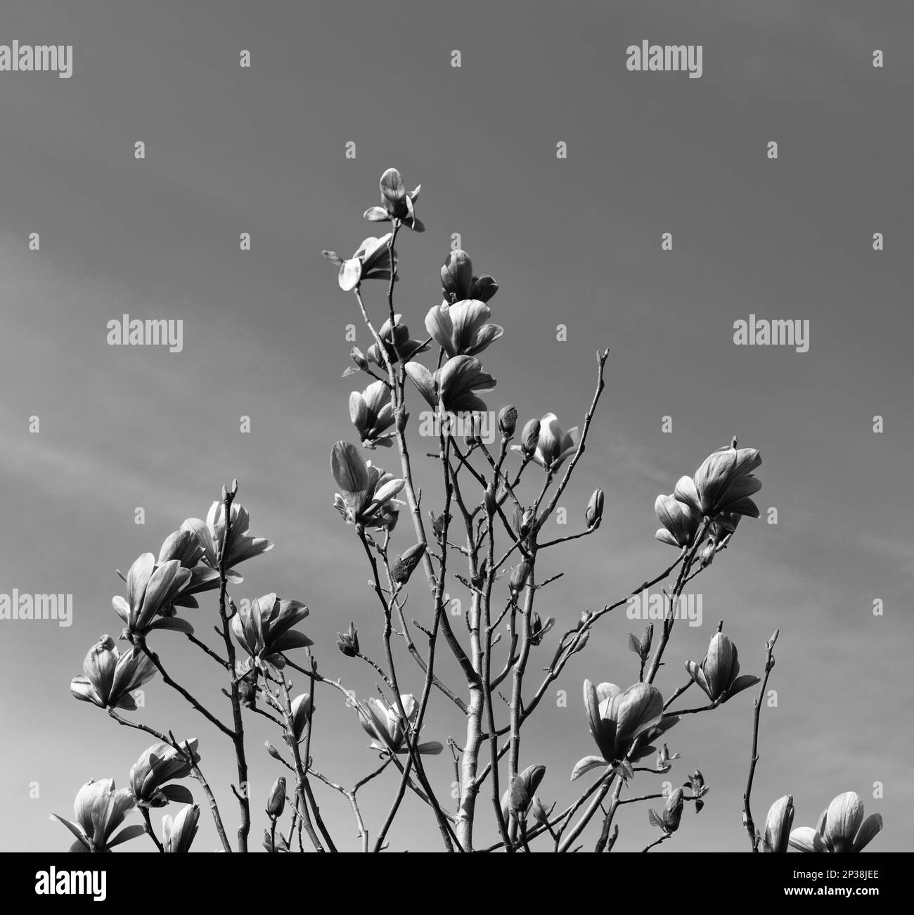 pink flowers of magnolia tree in full spring bloom Stock Photo - Alamy