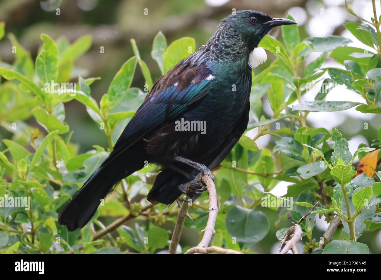 Tui bird plumage hi-res stock photography and images - Alamy
