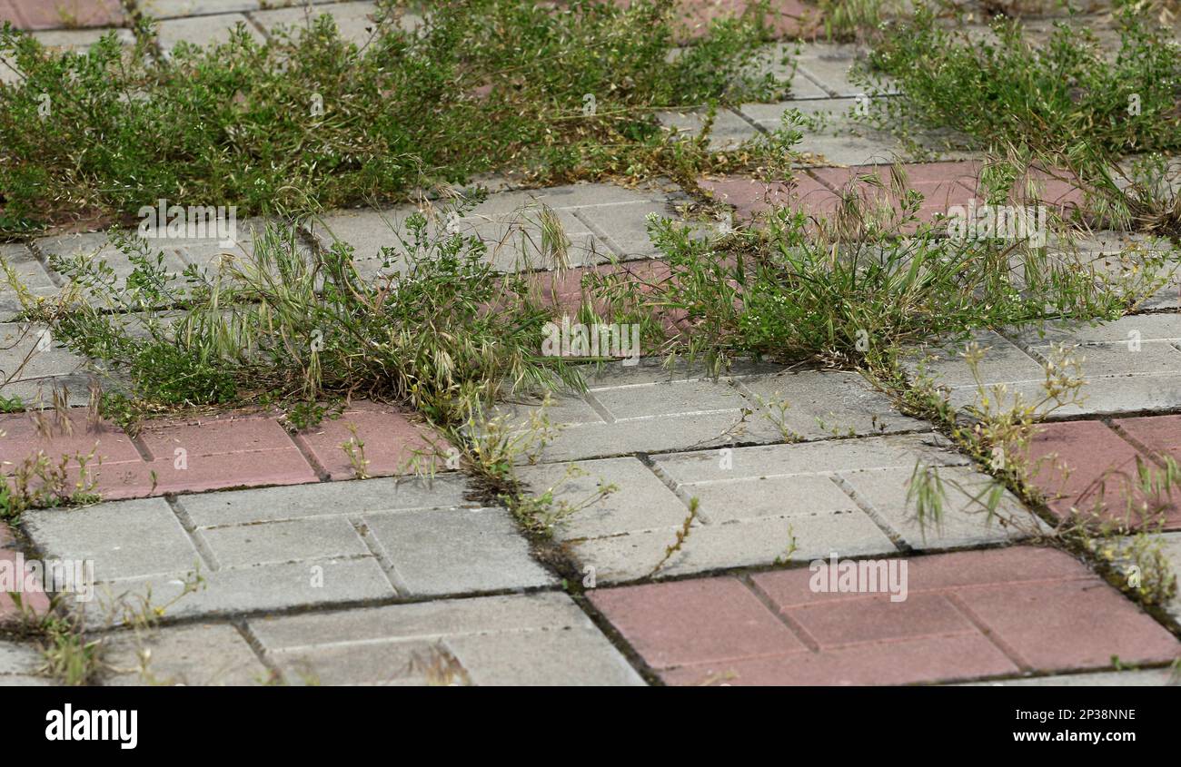 Background old cracked paving slabs with green grass between the tiles ...