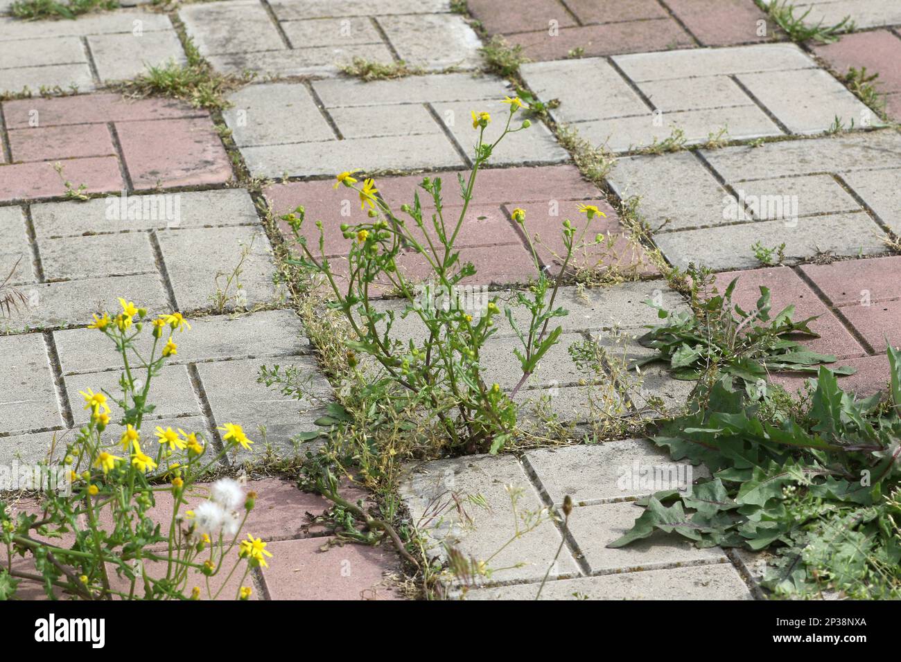Background old cracked paving slabs with green grass between the tiles ...