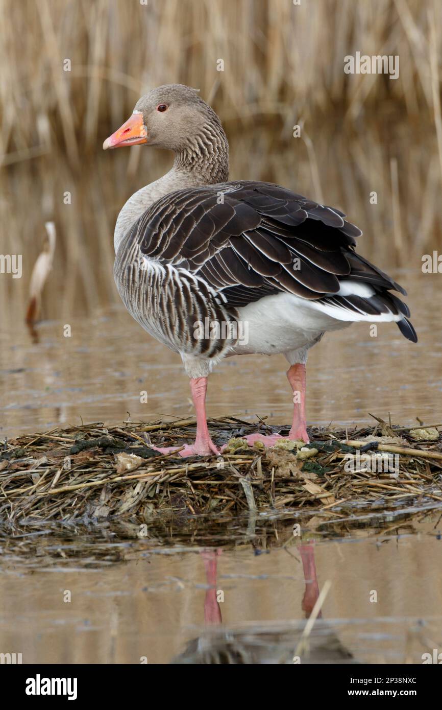A Greylag goose in the wetlands at RSPB Lakenheath Fen in Norfolk ...