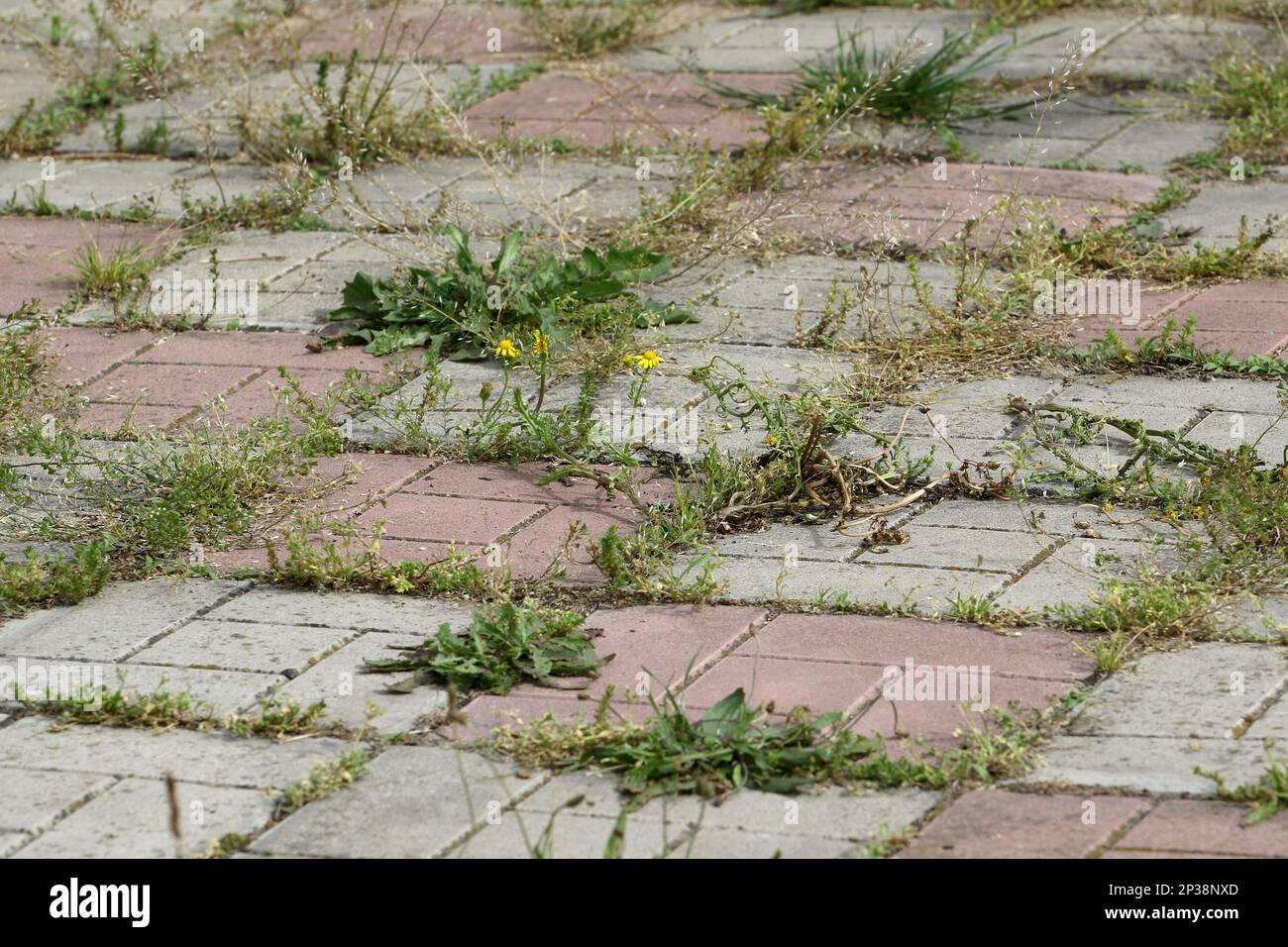 Background old cracked paving slabs with green grass between the tiles ...