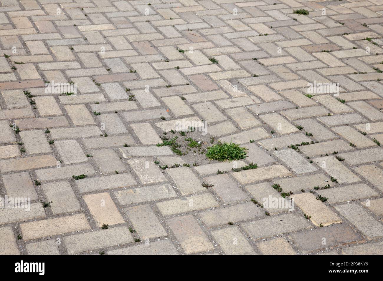 Background old cracked paving slabs with green grass between the tiles ...