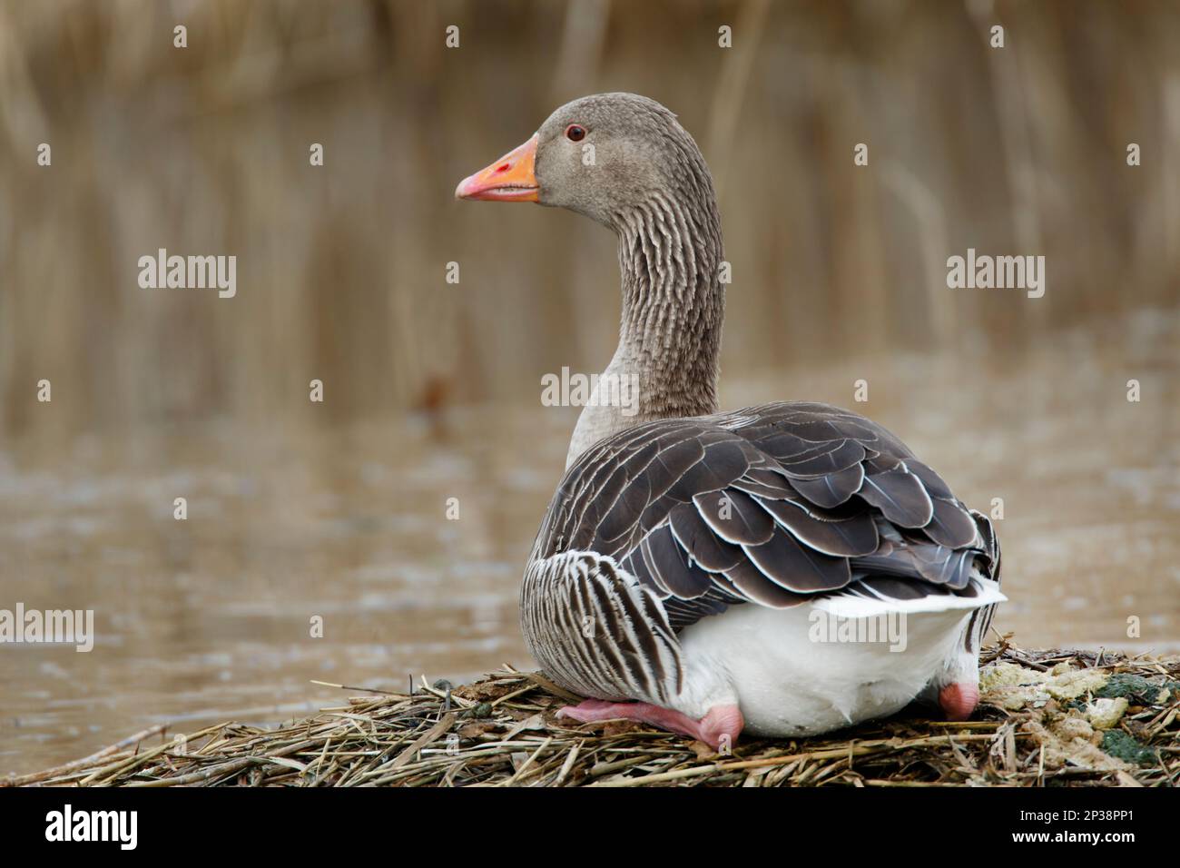 A Greylag goose in the wetlands at RSPB Lakenheath Fen in Norfolk ...