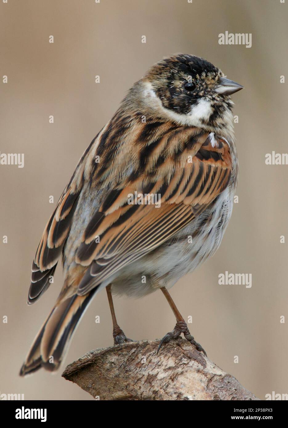 A Common Reed Bunting hunting for food in the reedbeds at RSPB ...