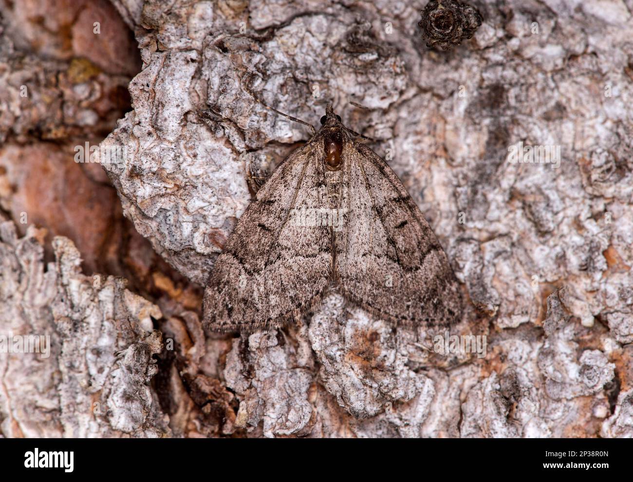 Winter moth (Operophtera brumata), Ovronnaz, Valais, Switzerland Stock ...