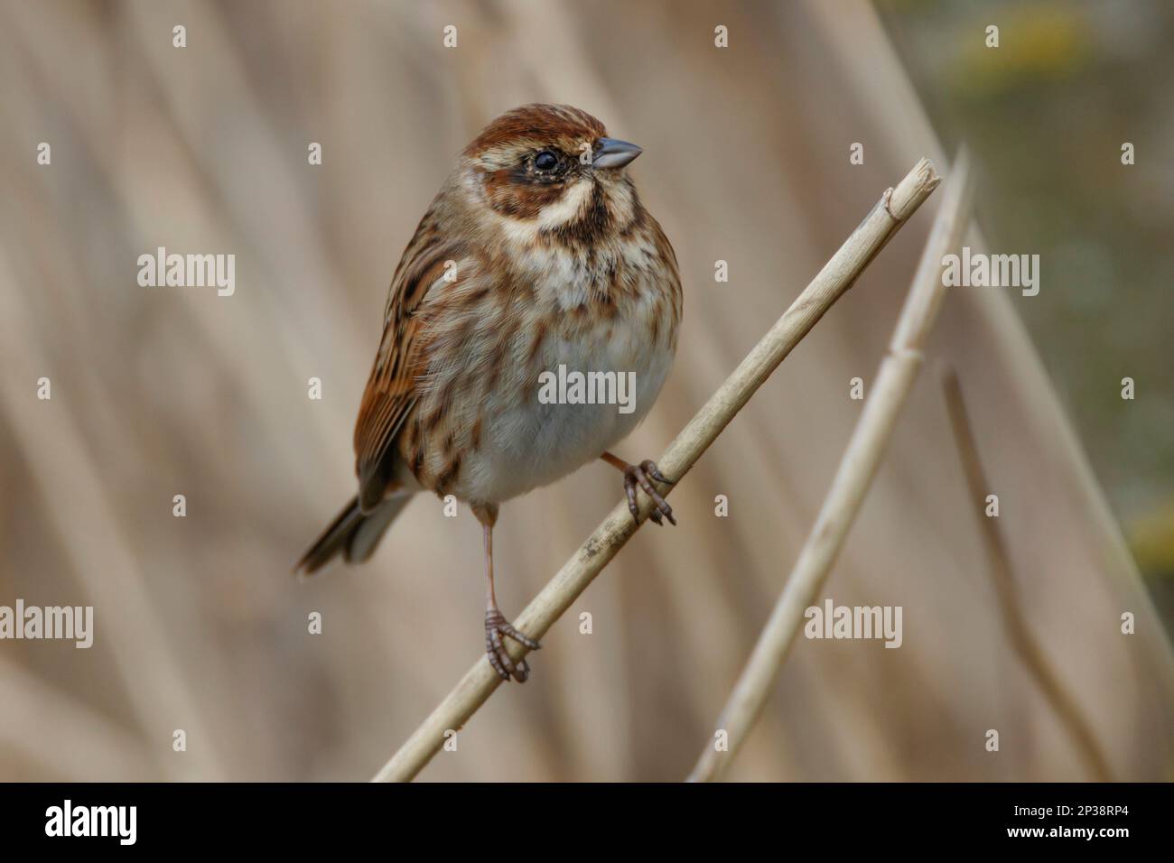 Common british birds hi-res stock photography and images - Alamy