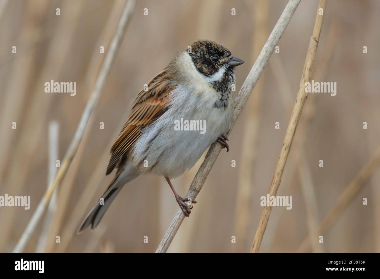 Common british bird hi-res stock photography and images - Alamy