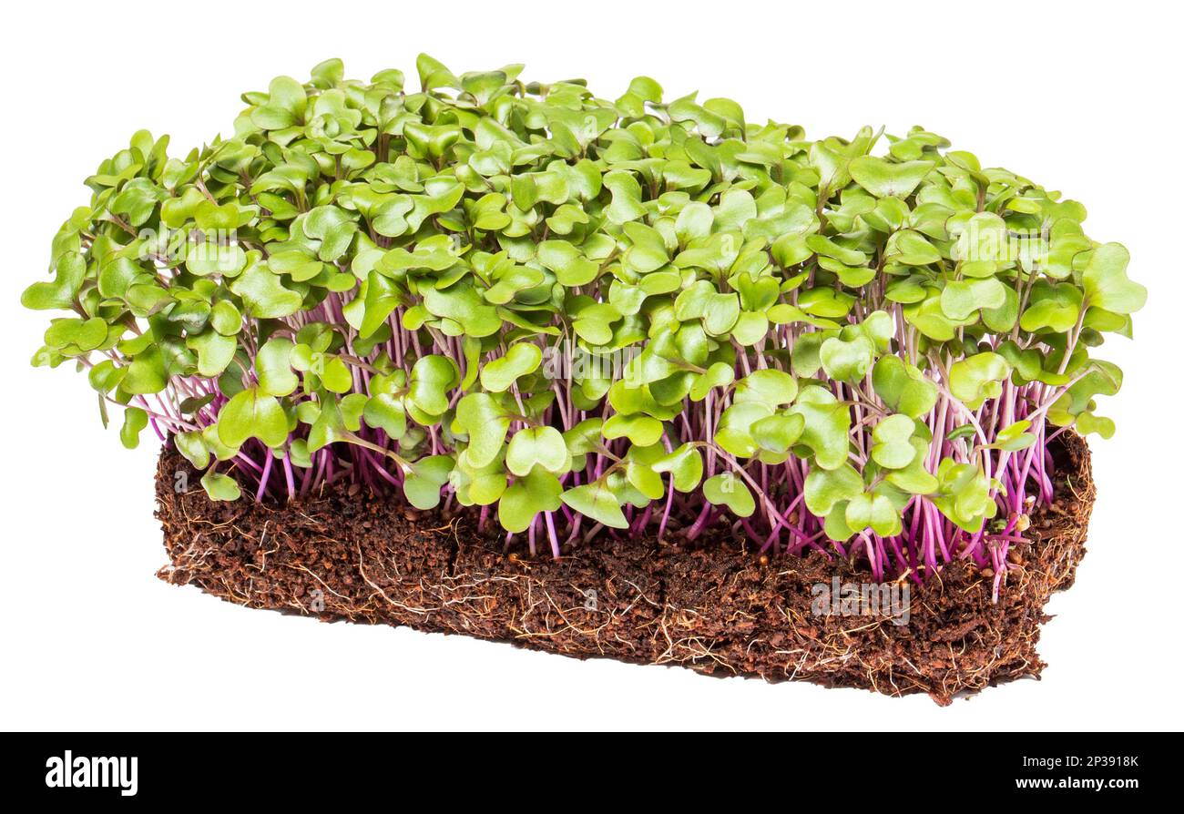 Growing microgreens.Green shoots of cabbage isolate on white background ...