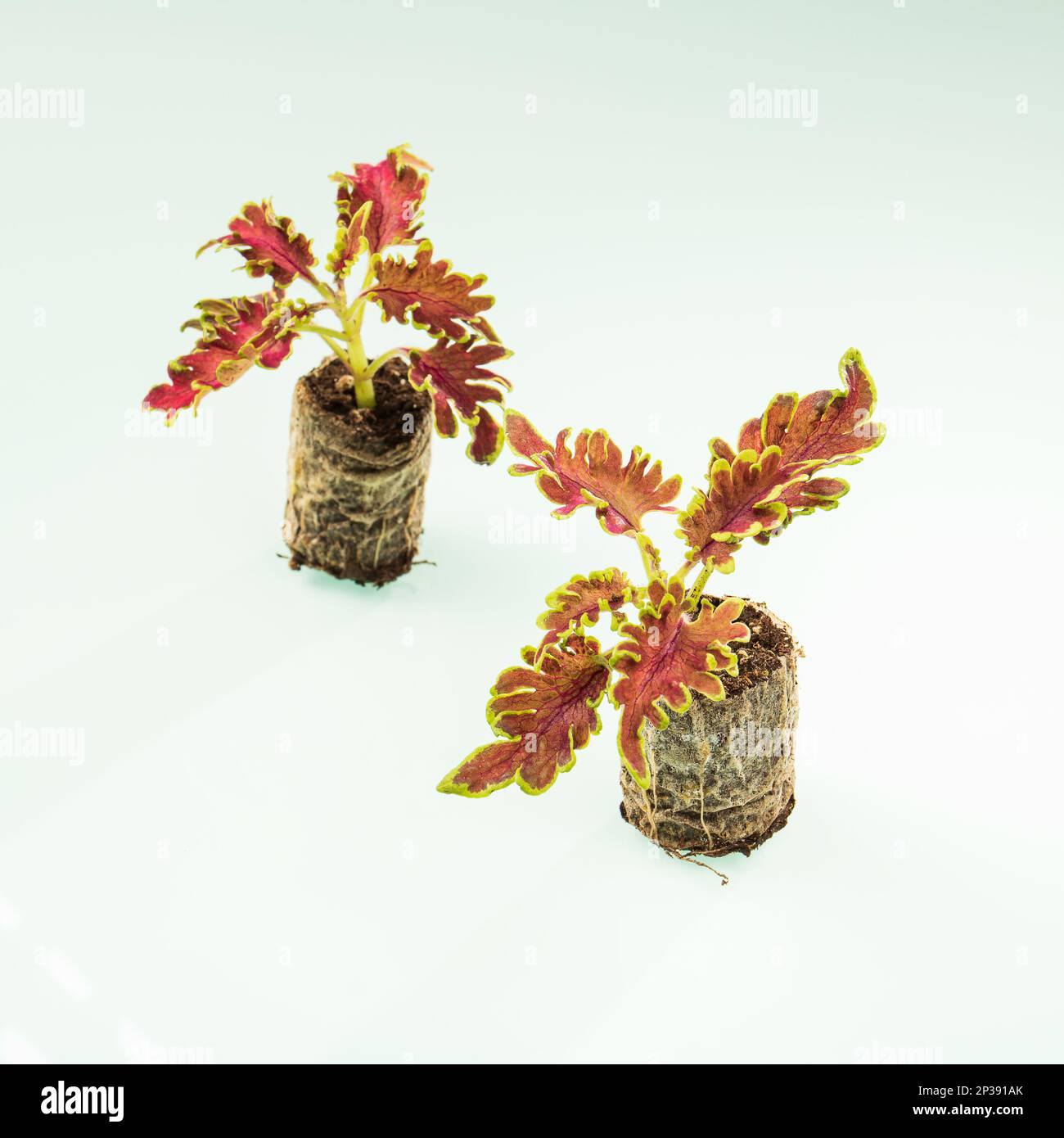 Mini coleus plant seedlings with variegated leaves ready for spring ...