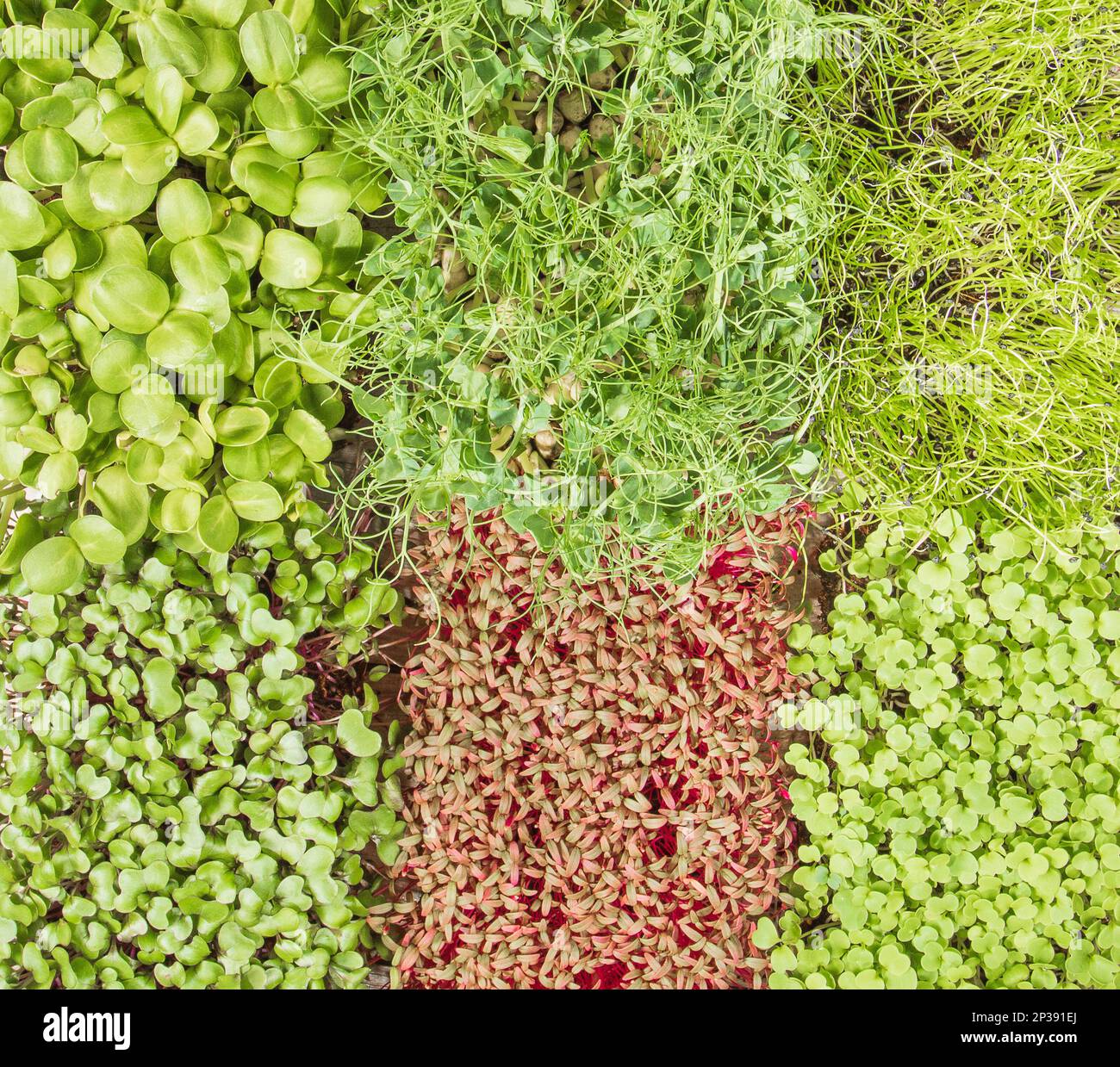 Growing microgreens. Home mini garden. Pattern of leaves of young ...