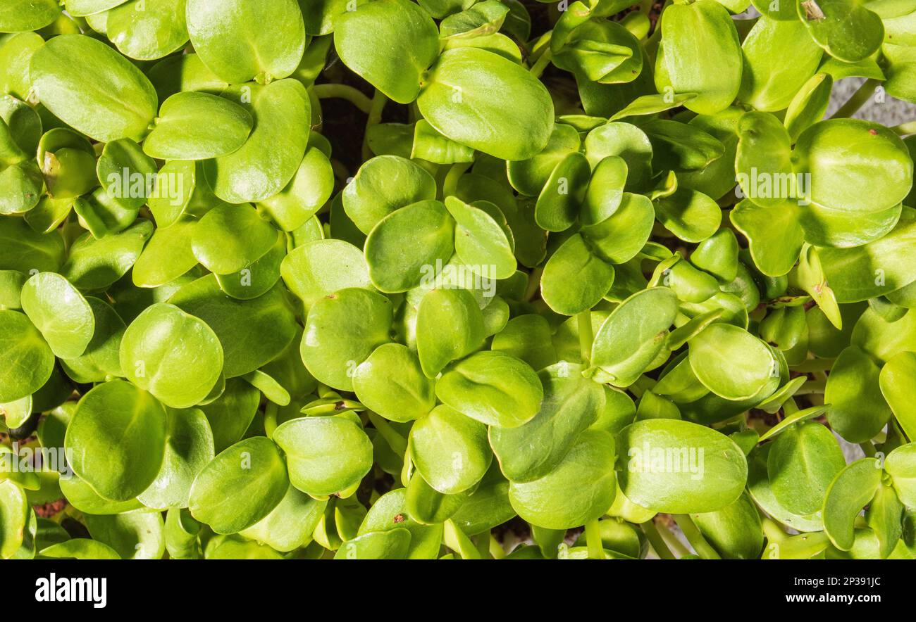 Microgreens of sunflower hi-res stock photography and images - Alamy