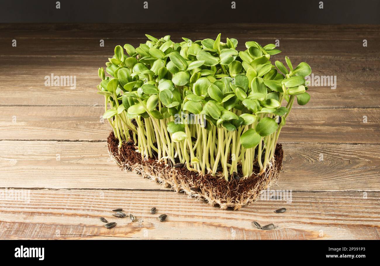 Growing microgreens. Young shoots of a sunflower are ready to eat, side ...