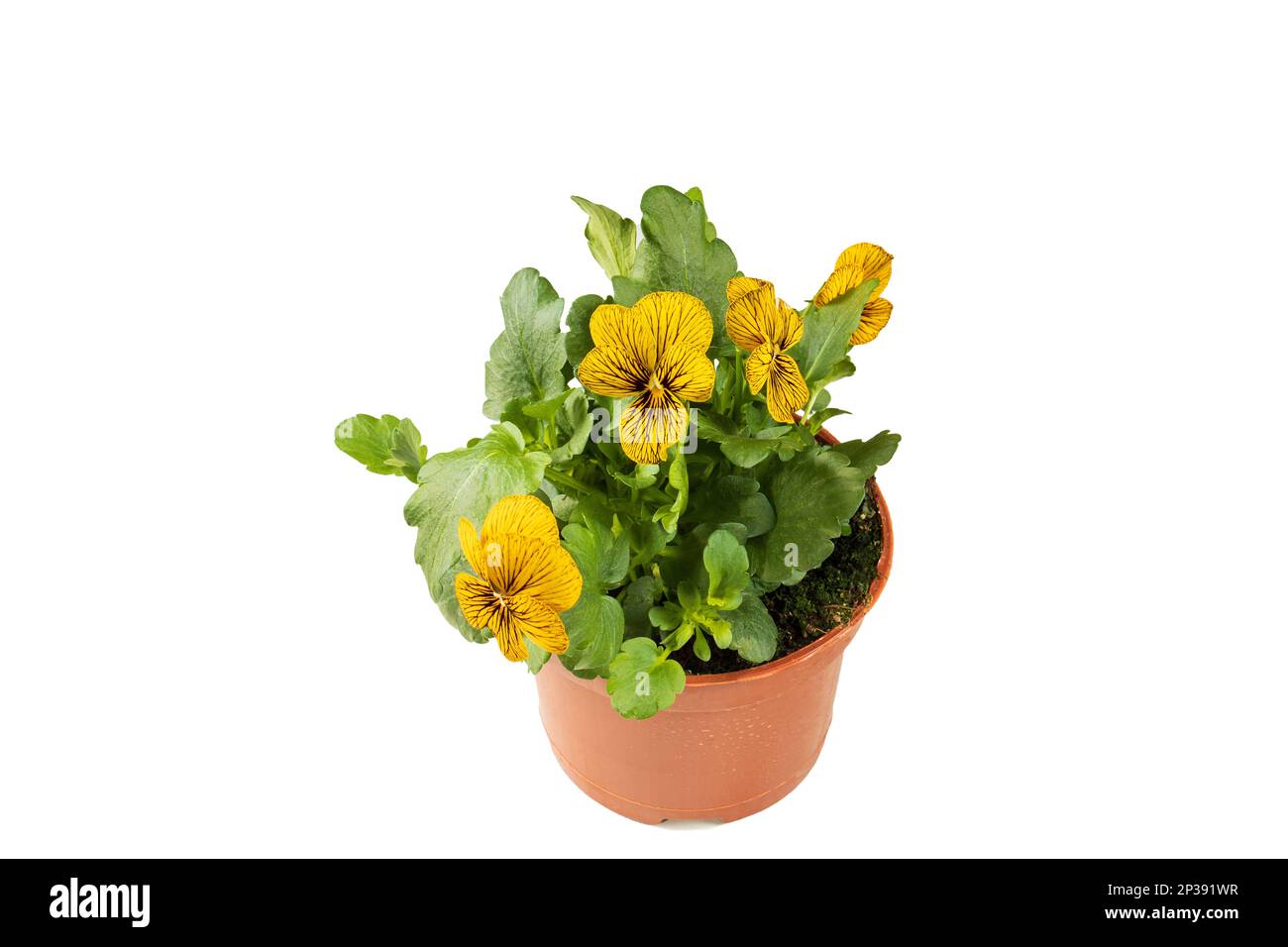 Close-up of an ornamental pansy plant in a container ready for spring ...