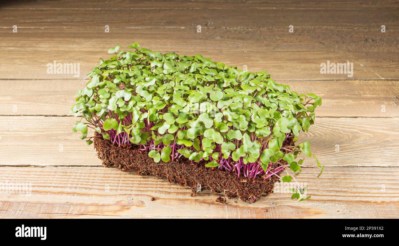 Growing microgreens. Young shoots of cabbage, ready to eat, on a wooden ...