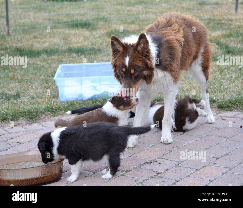 Sis, a Border Collie who was shot and left to die along Interstate 15 ...