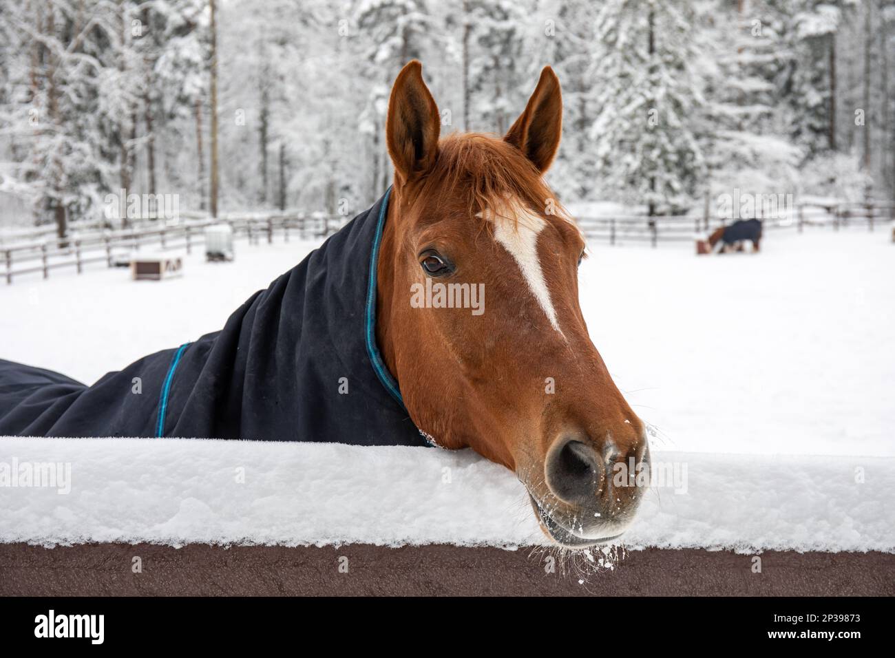Brown horse hi-res stock photography and images - Alamy