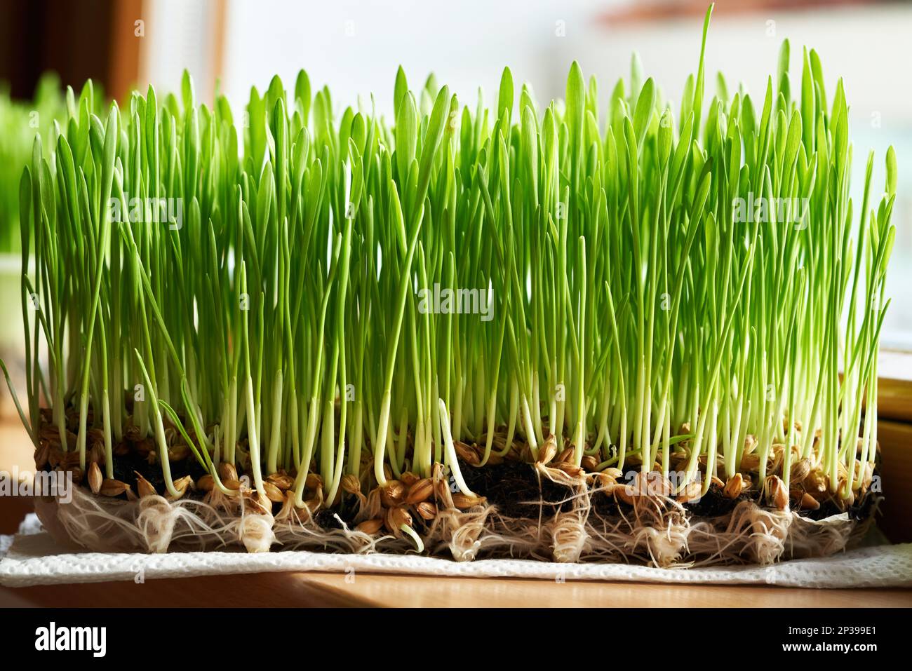 Soil fresh wheatgrass gardening hi-res stock photography and images - Alamy