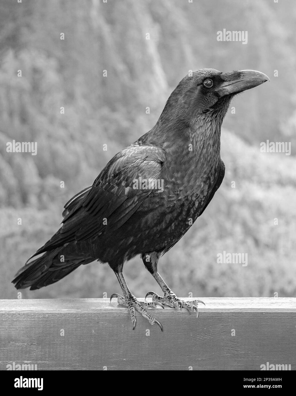 A raven is any of several larger-bodied passerine bird species in the ...