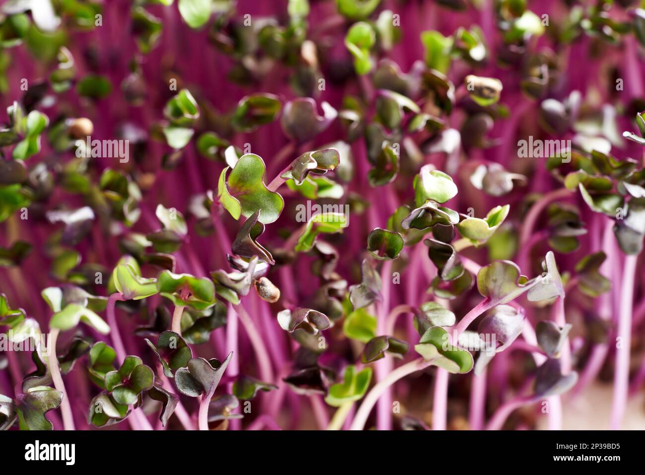 Young purple cabbage plant hi-res stock photography and images - Alamy