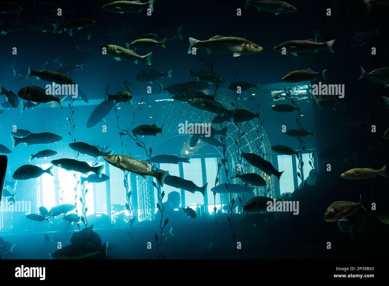 Beautiful colorful fish swims in the aquarium environment Stock Photo ...