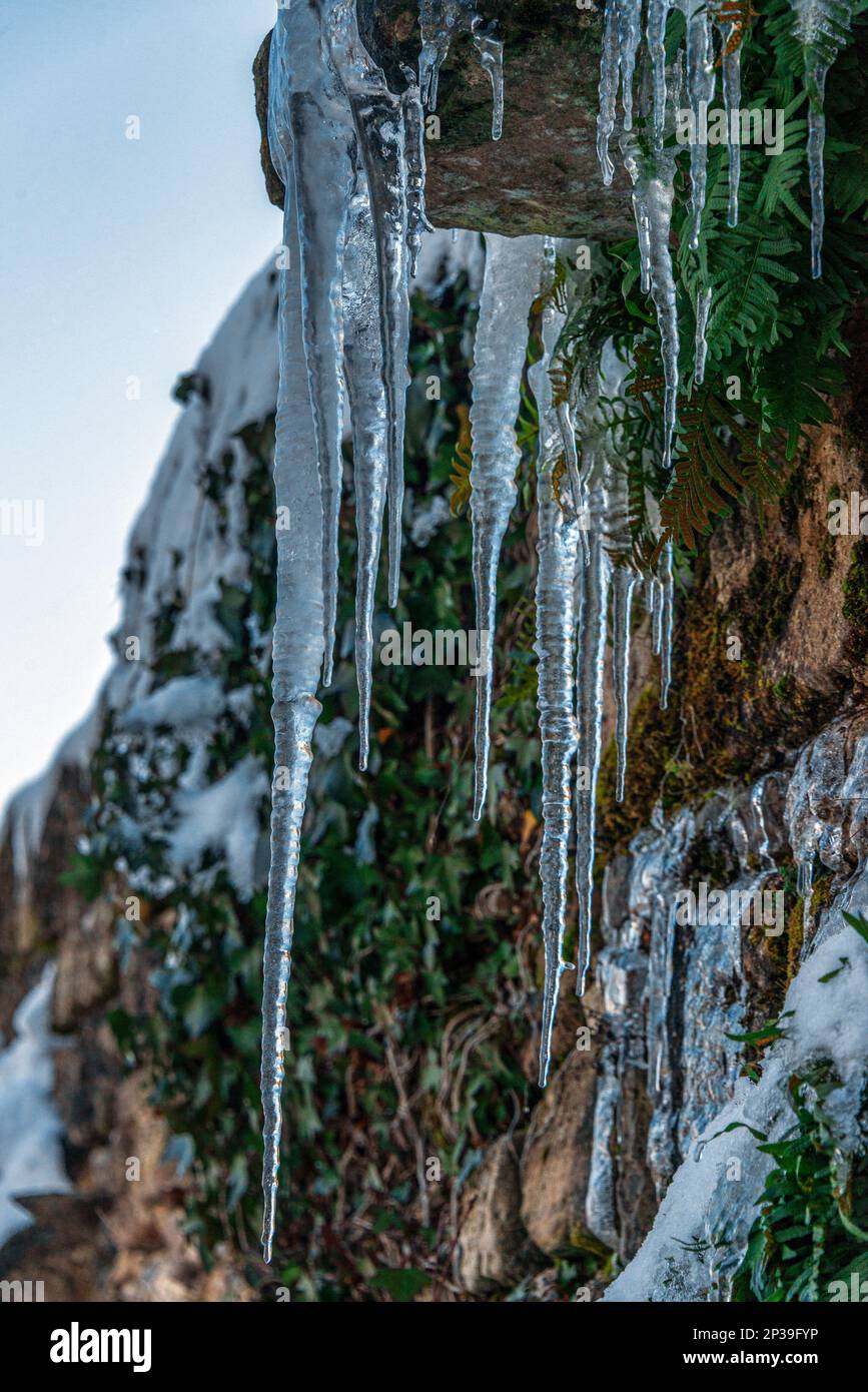 Winter icicles and frozen foliage Stock Photo - Alamy