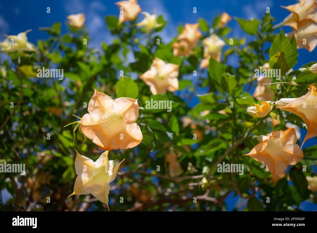 Mostly blurred Peach angels trumpet orange flowers on green leaves background Stock Photo - Alamy